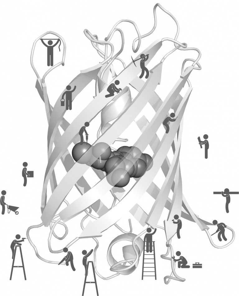 Team – Stiel Lab (Cell Engineering Group)