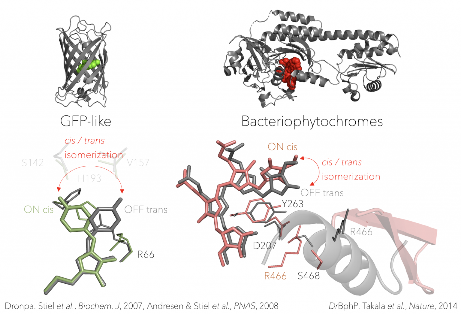 Photo-switchable Proteins – Stiel Lab (Cell Engineering Group)